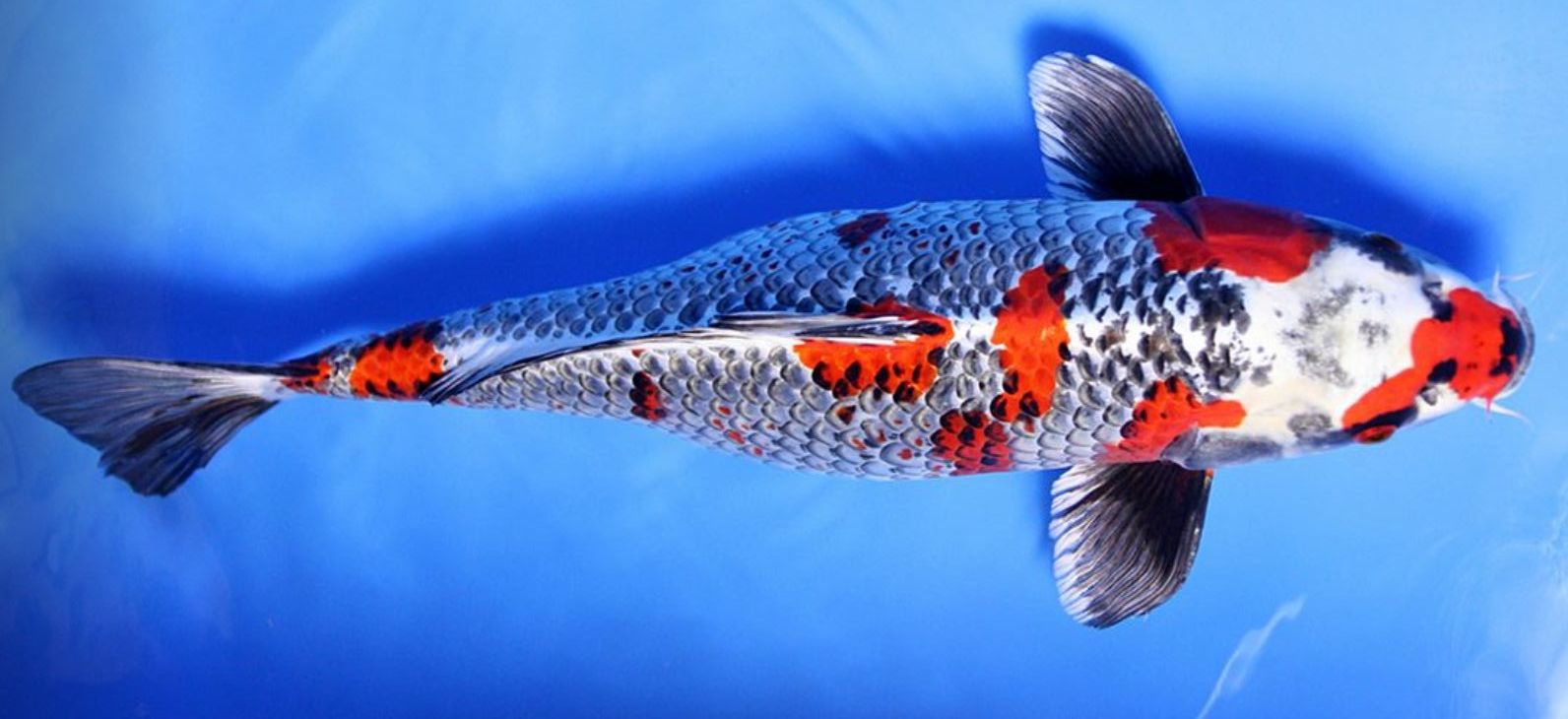Koi - Soorten